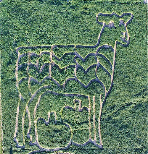 Cornucopia Farm Attractions - Southern Indiana